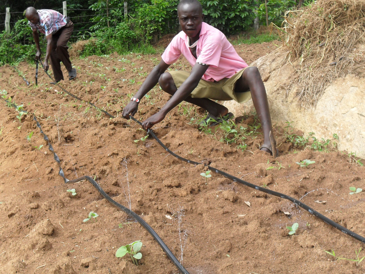 AGRICULTURE | Tanzanian Affairs